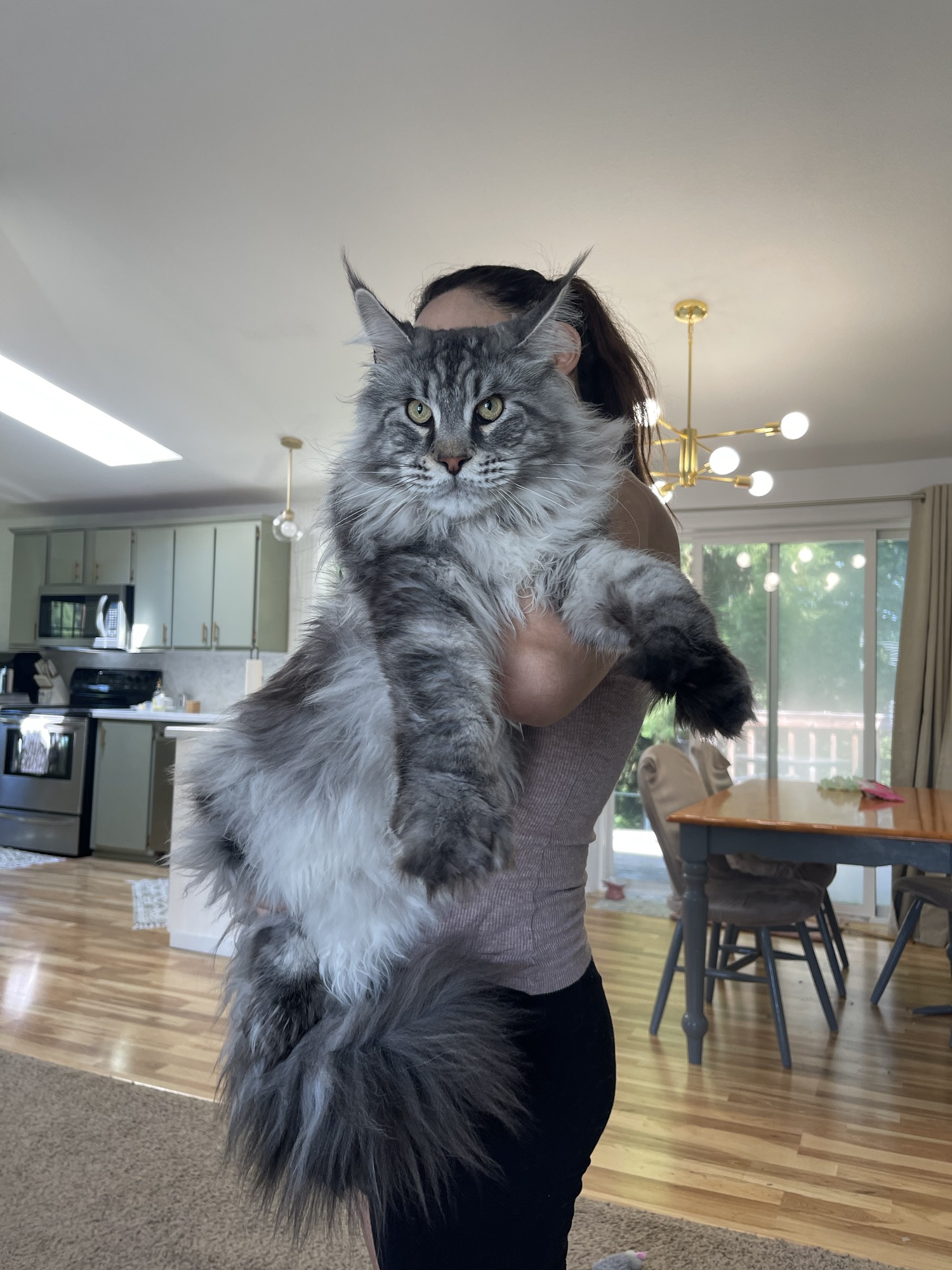 King Maine cattery