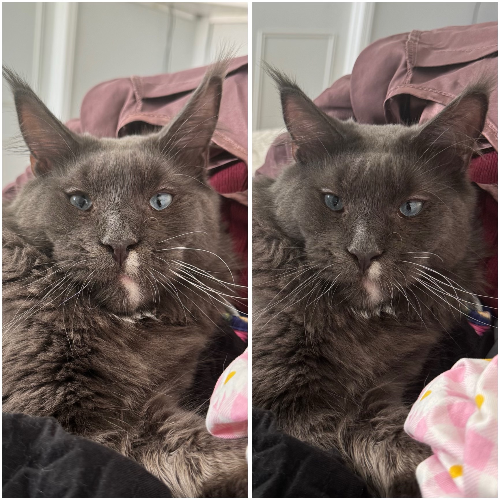 Our kings – King Maine cattery