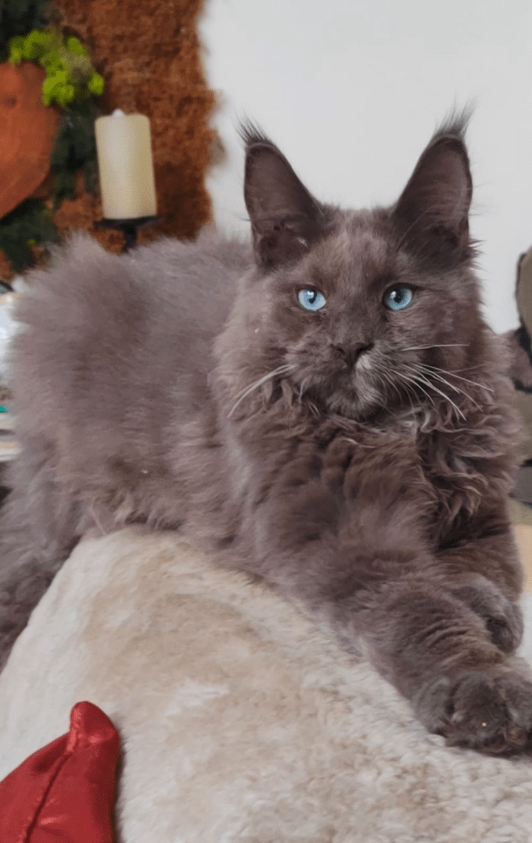 Our kings – King Maine cattery