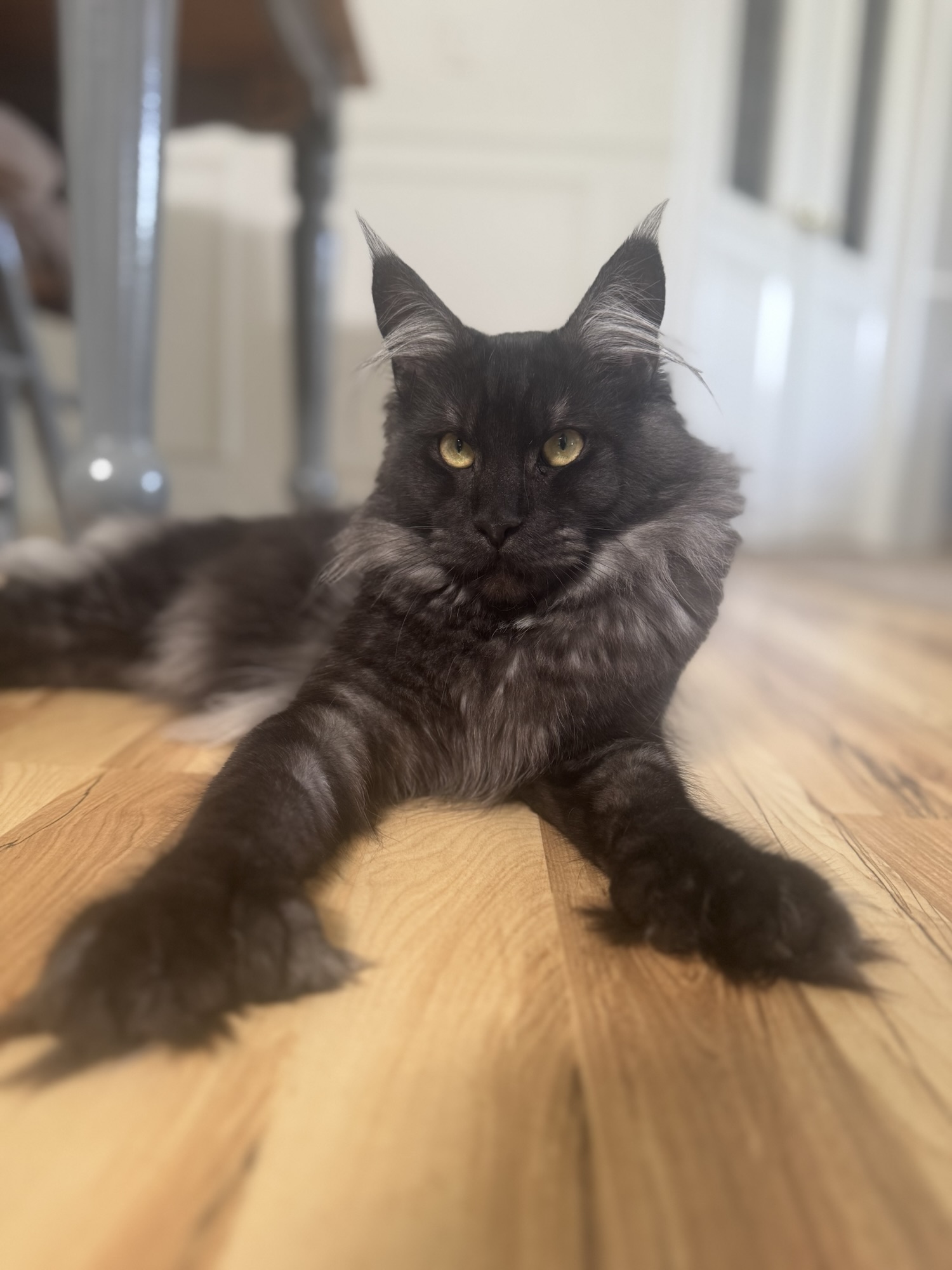 Our kings – King Maine cattery