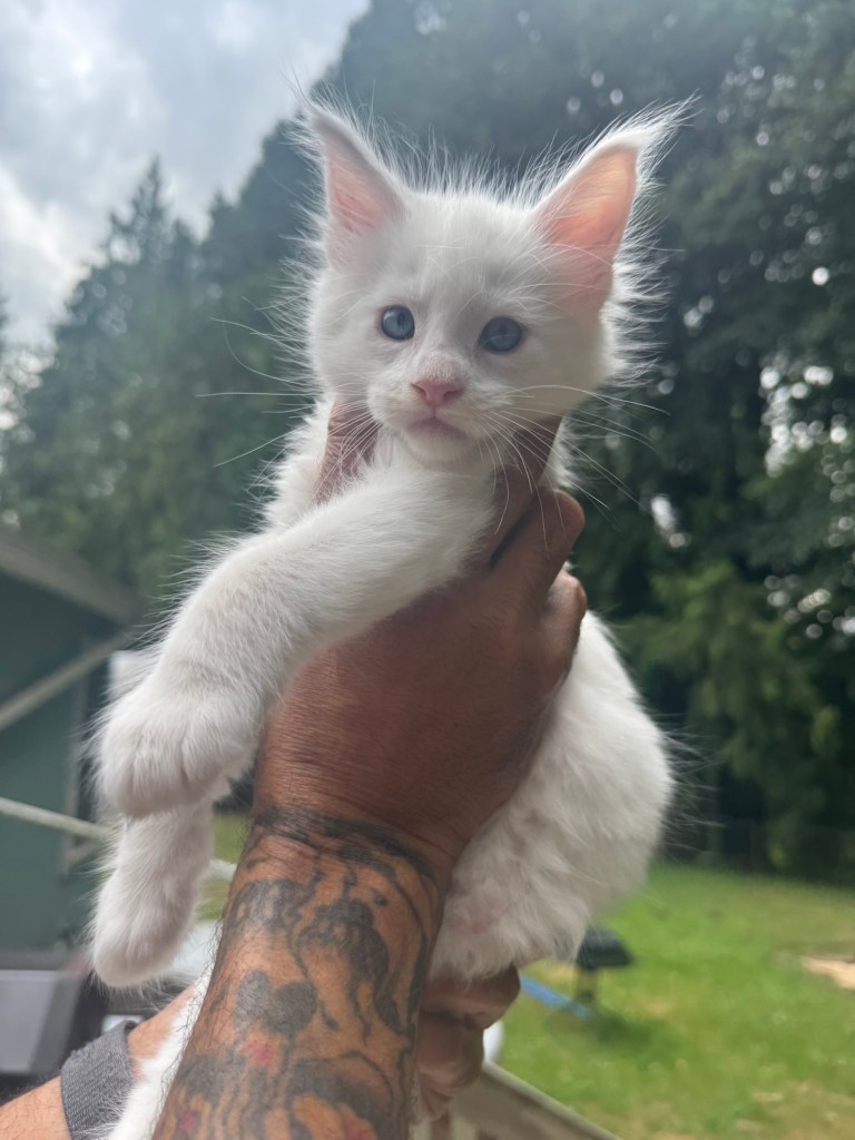 Kittens available – King Maine cattery